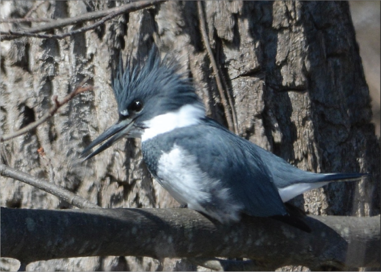 Birding Trail - Cayuga Lake Scenic Byway and Blueway Trail