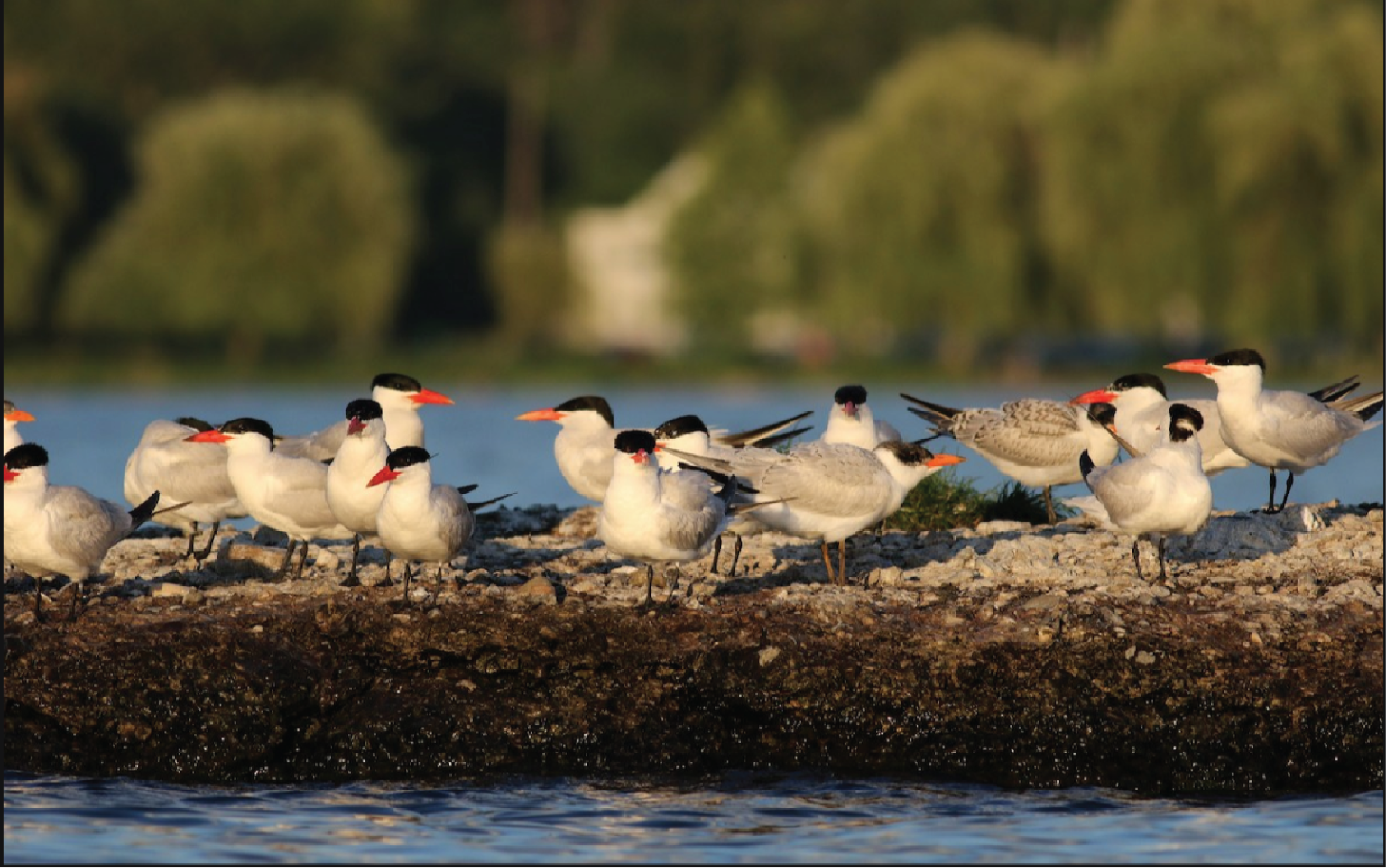 Birding Trail - Cayuga Lake Scenic Byway and Blueway Trail