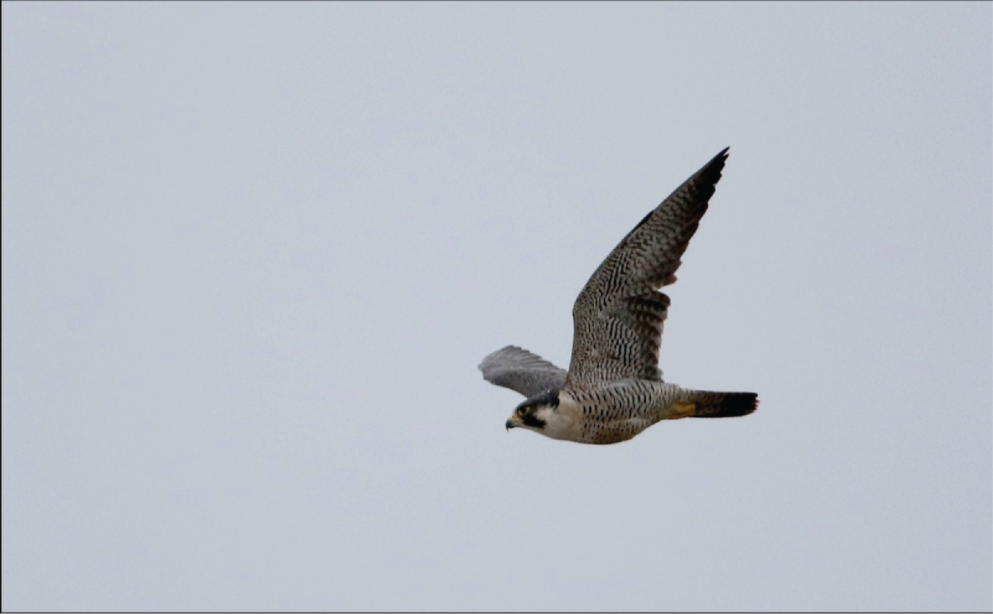 Birding Trail - Cayuga Lake Scenic Byway and Blueway Trail